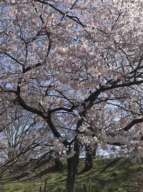 高遠コヒガンザクラ 山形 4月2日 コーヒーとどら焼き ふうきまめ たまこん 路地を歩けば寅さんの世界
