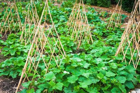 Australian Grow Guide Cucumbers Ultimate Backyard