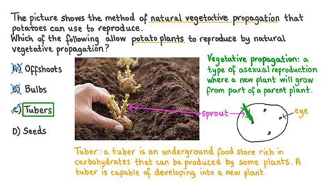 Vegetative Propagation Youtube
