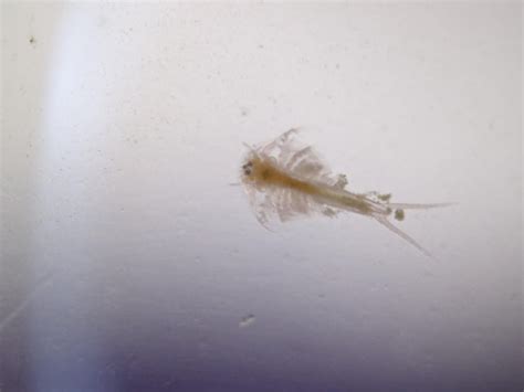 Macro Photo Of Todays Growth They Got 3 Eyes Now 😎😇 Rtriops