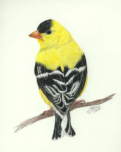 Sue S Bird Art Cards Birding Store Flocking Around