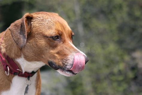 El Perro Lamiendo Los Labios Y La Nariz Con La Lengua Rosa Larga En La