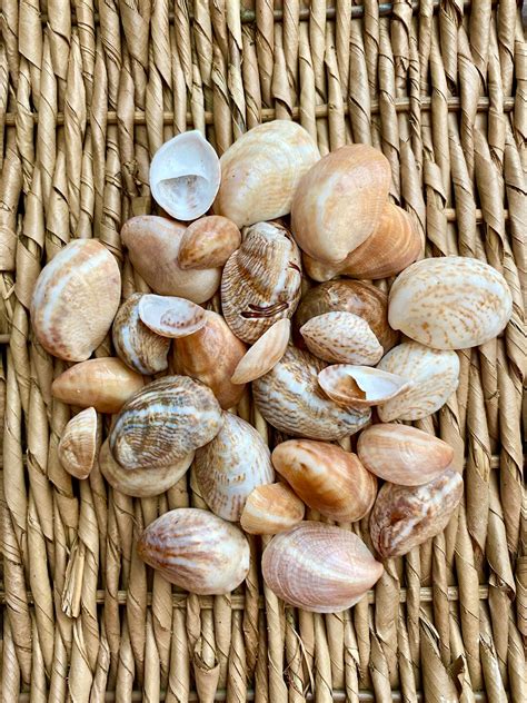 Slipper Shells Sanibel Shells Florida Shells Etsy