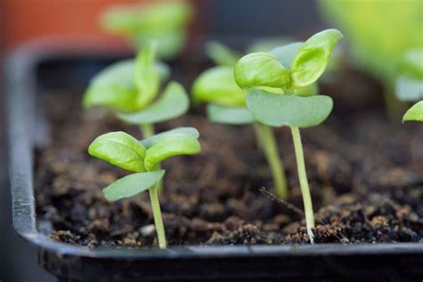 Beginner S Guide To Starting Seed Indoors 9 Easy Steps Catching Spring