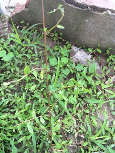 地龙草图片 地龙草长什么样 伤感说说吧