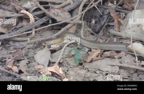 Food And Snake Stock Videos And Footage Hd And 4k Video Clips Alamy Food And Snake Stock Videos And Footage Hd And 4k Video Clips Alamy