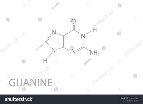 Guanine Molecular Skeletal Chemical Formula Stock Vector Royalty Free