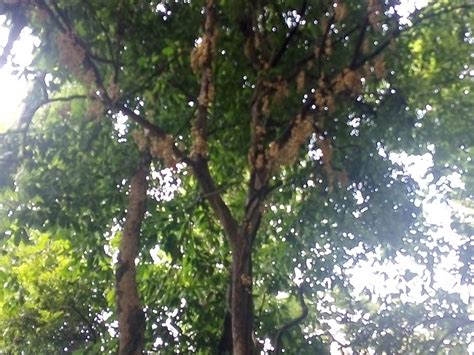 သံတောင်ဒေသထွက် ကနစိုးသီးများ ခူးယူရောင်းချခြင်းဖြင့် ဒေသခံများ အပိုဝင်ငွေရရှိ Information And