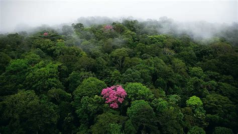 Forest Nature Birds Eye View Trees Mist Jungle Landscape HD Wallpaper