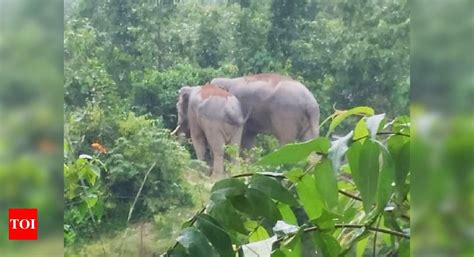 Lockdown Tigers Leopards Elephants Bears Wild Boars Kill 13 Humans