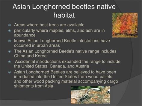 Asian Longhorned Beetle Life Cycle Asian Long Horned Beetle Facts