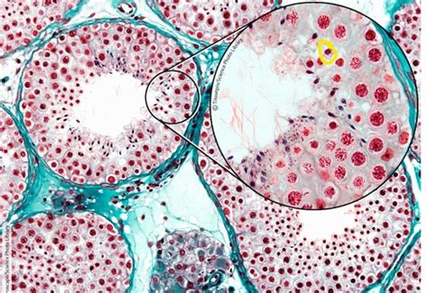 Reproductive System Chapter 42 Lab Quizlet Flashcards Quizlet