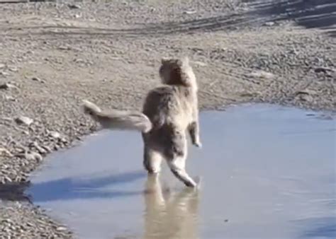 Suyun Buz Olduğunu Fark Edince Havaya Uçan Kedi