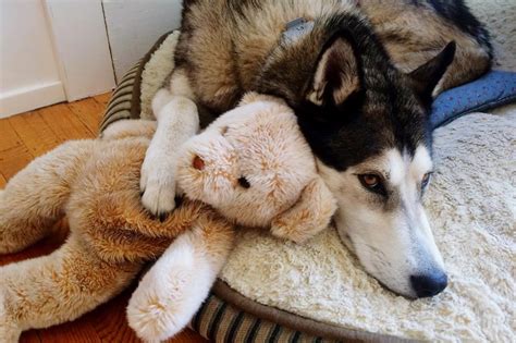 Why Do Girl Dogs Hump Teddy Bears