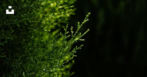 흐릿한 배경이 있는 녹색 식물의 클로즈업 사진 Unsplash의 무료 무늬 이미지