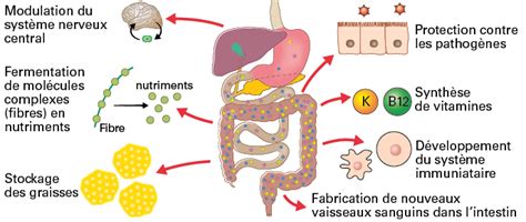 Rôles du microbiote et pathologies Sciences de la vie et de la Terre