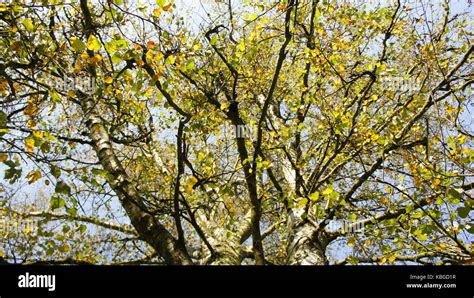 Autumn Tree With Changing Yellow Leaves Stock Photo Alamy