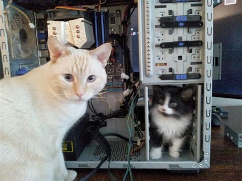 10000 Best Computer Images On Pholder Programmer Humor Pcmasterrace