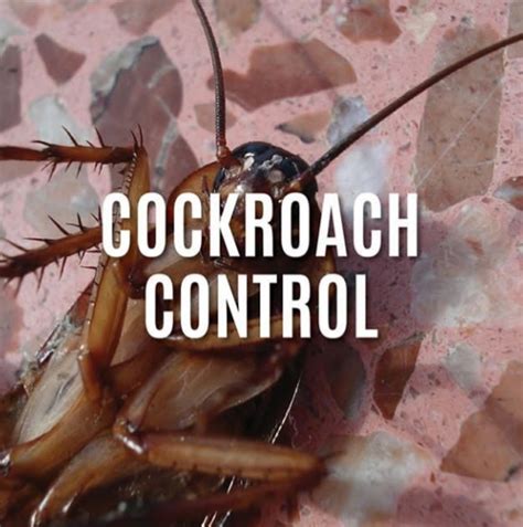 13 Diy Ideas To Get Rid Of Cockroaches And Stop An Infestation Hubpages