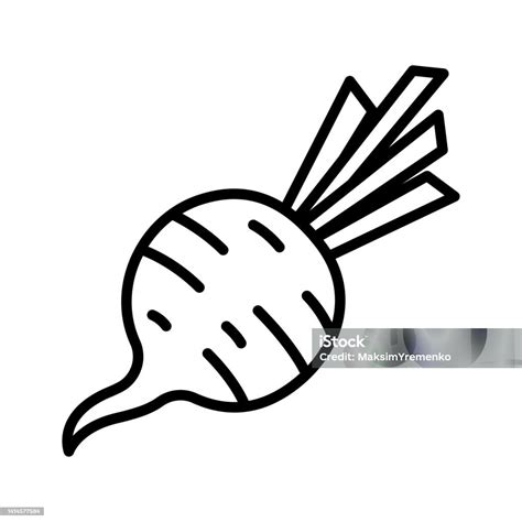 비트 아이콘입니다 사탕무 비트 뿌리 야채 또는 무 흰색 배경에 고립 된 픽토그램 건강한 생활방식에 대한 스톡 벡터 아트 및 기타