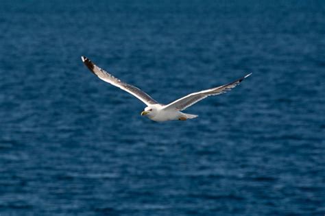 날개가 활짝 열린 채 바다 위를 날아다니는 노란 다리 갈매기의 클로즈업 Yellow Legged Gull에 대한 스톡 사진 및