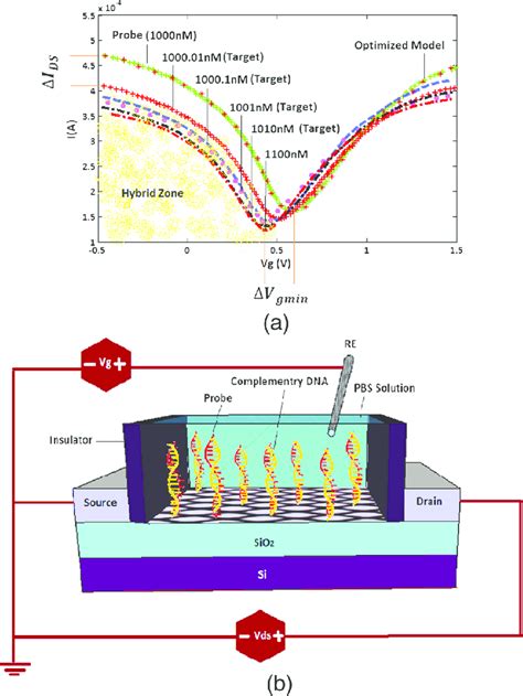 The Second Step Of Hybridization Detection Concept A Conductance Download Scientific Diagram