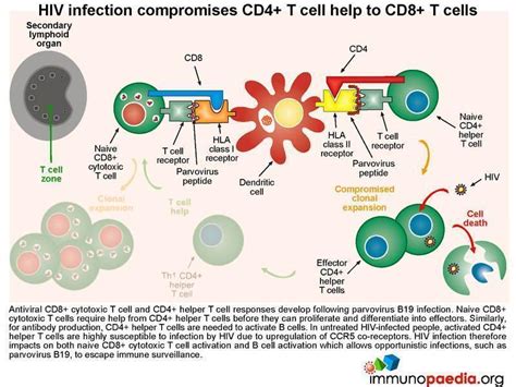 Parvovirus B19 Case Study Immunopaedia