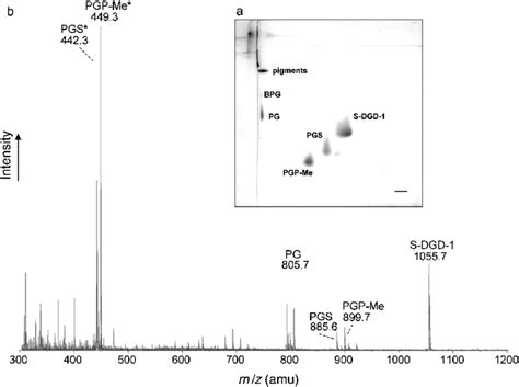 Thin Layer Chromatography Tlc And Electrospray Ionization Mass Download Scientific Diagram