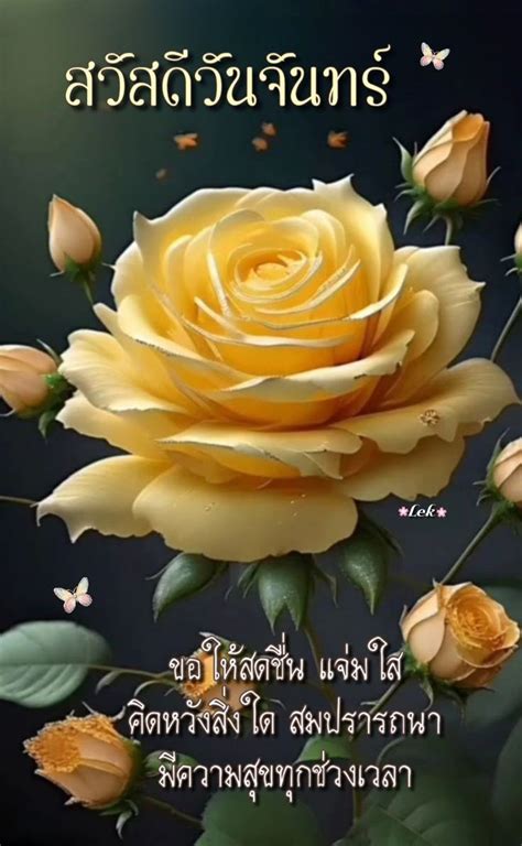สวัสดี วัน จันทร์ การถ่ายภาพดอกไม้ ดอกไม้สีชมพู ดอกไม้สวย