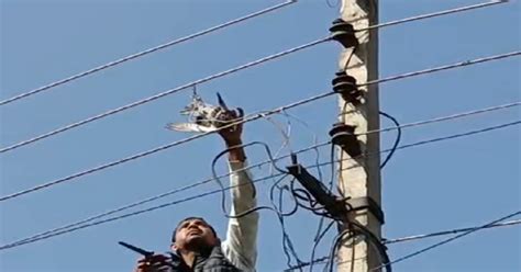 बिजली के तारों में फंसा कबूतर तड़प रहा था बचाने पहुंचे कर्मचारी ने