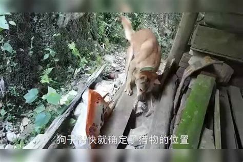 后院传来异响，狗子看准一口下去，结果直接“瘫痪”！