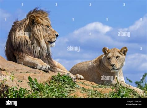 African Lioness And Male Lion Panthera Leo In Pride Resting On Top Of