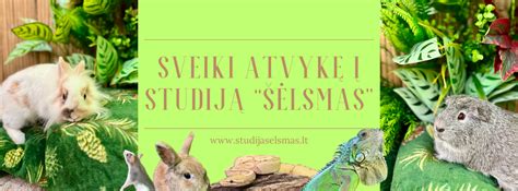 Šiaulių Medelyno Šiaulių Medelyno Progimnazija