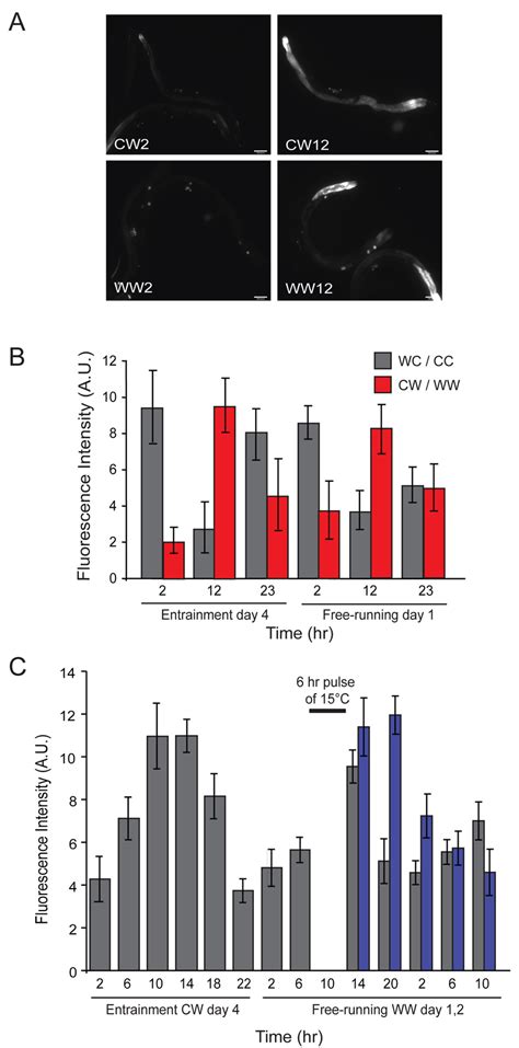 Expression Of An Nlp 36p Gfp Fusion Gene Is Entrained By Temperature