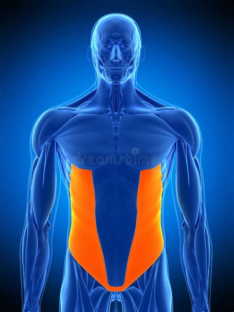 External Oblique Anatomy Muscles Stock Illustration Illustration Of
