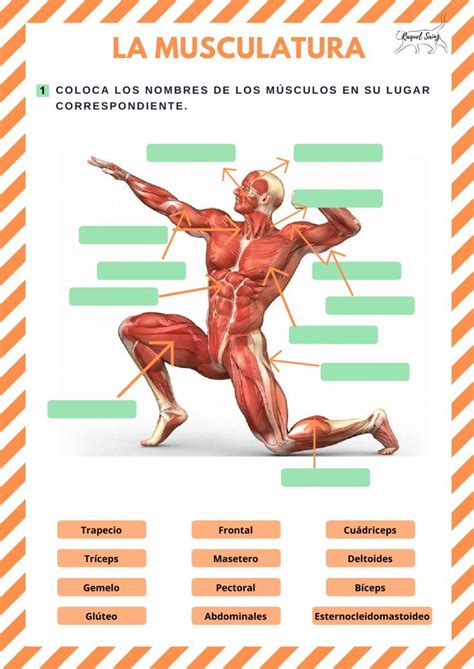 El Sistema Muscular Ficha Interactiva Images