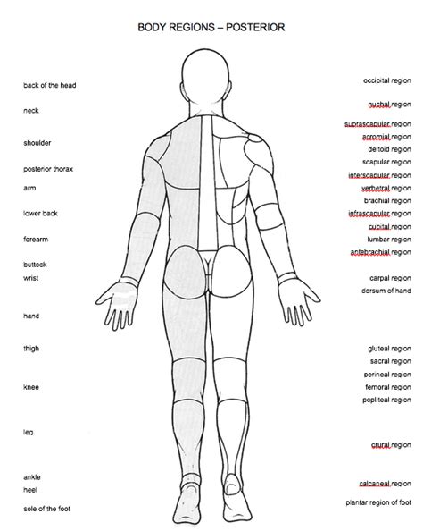 Posterior Body Regions Quiz Vrogue Co