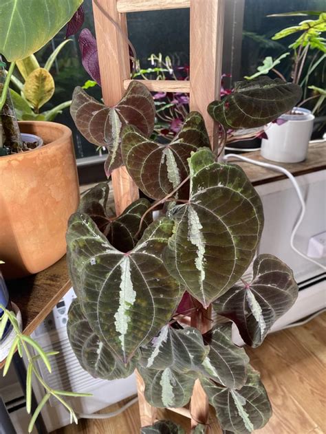 Dioscorea Discolor Deformed Leaves R Plantclinic