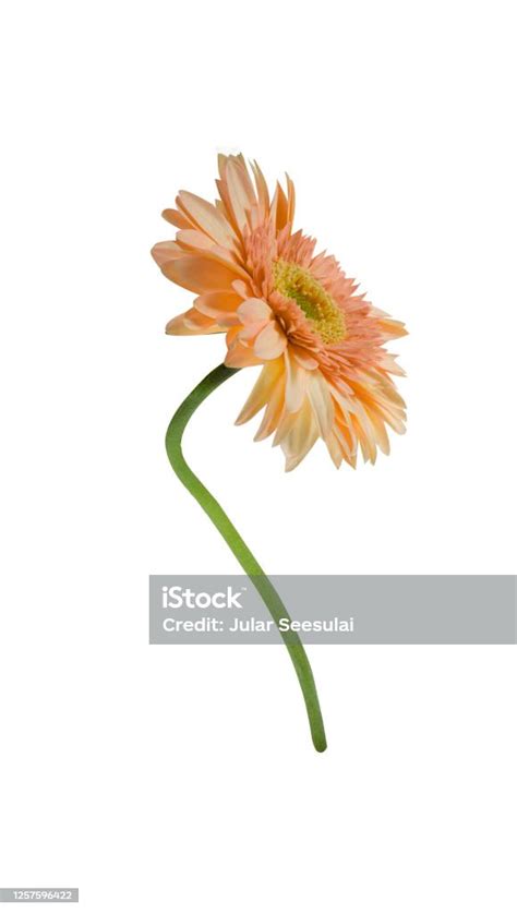 흰색 배경에 고립 된 복사 공간이있는 아름다운 거베라 꽃 0명에 대한 스톡 사진 및 기타 이미지 0명 거베라데이지 꽃 식물 Istock