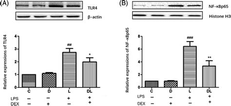 Effects Of Dexmedetomidine Dex On Lipopolysaccharide Lps‐induced