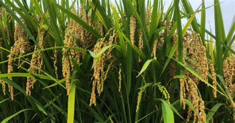 경남농업기술원 벼 신품종 아람 품종보호권 획득