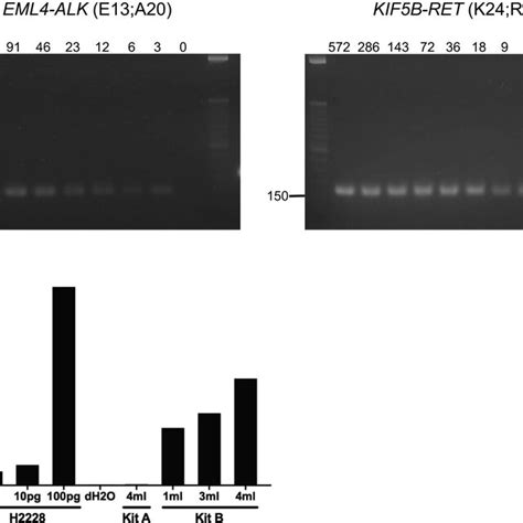 Validation Of Cdna Synthesis And Cfrna Extraction A Agarose Gel