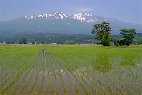 線路は続くよ どこまでも くまの足あと