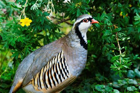 Twelve Days Of Christmas A Partridge In A Pear Tree READING HISTORY