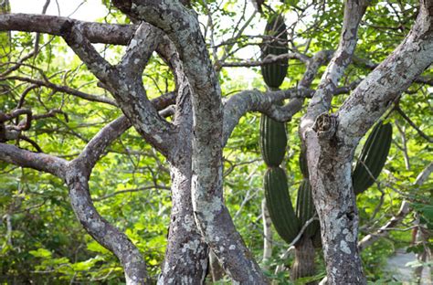 Palo Santo Tree The Sacred Wood Of Healing Spirituality And Aromati Grow Billion Trees