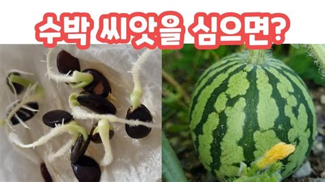 수박씨 심으면 수박이 열릴까요 궁금증해결 씨앗 하나로 생기는 과정 Youtube