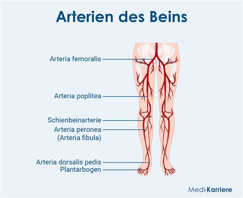 Arteria Poplitea Definition Verlauf Klinik