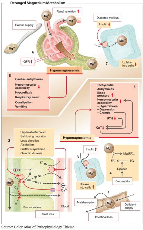 Hypermagnesiæmi Medicin Wiki