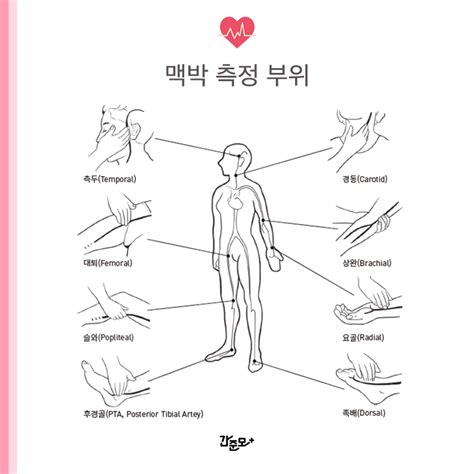 ️맥박 측정 부위 알아봅시다💜 실습 앞두고 있거나 헷갈리는 간준모 간호사를 준비하는 모임