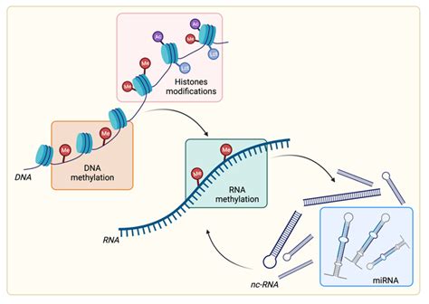 Overview Of Epigenetic Modifications Schematic Representation Of The Download Scientific Overview Of Epigenetic Modifications Schematic Representation Of The Download Scientific